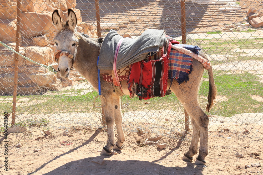 Esel/Maultier in der Natur Stock Photo | Adobe Stock