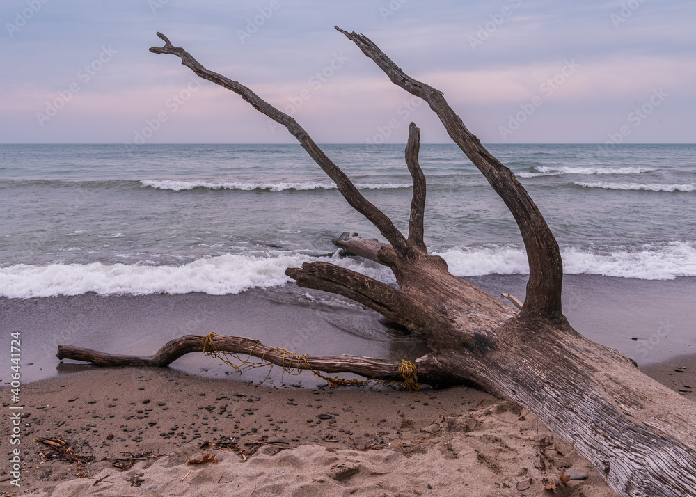 Dead tree on beach; increasing water levels and erosion Stock Photo ...