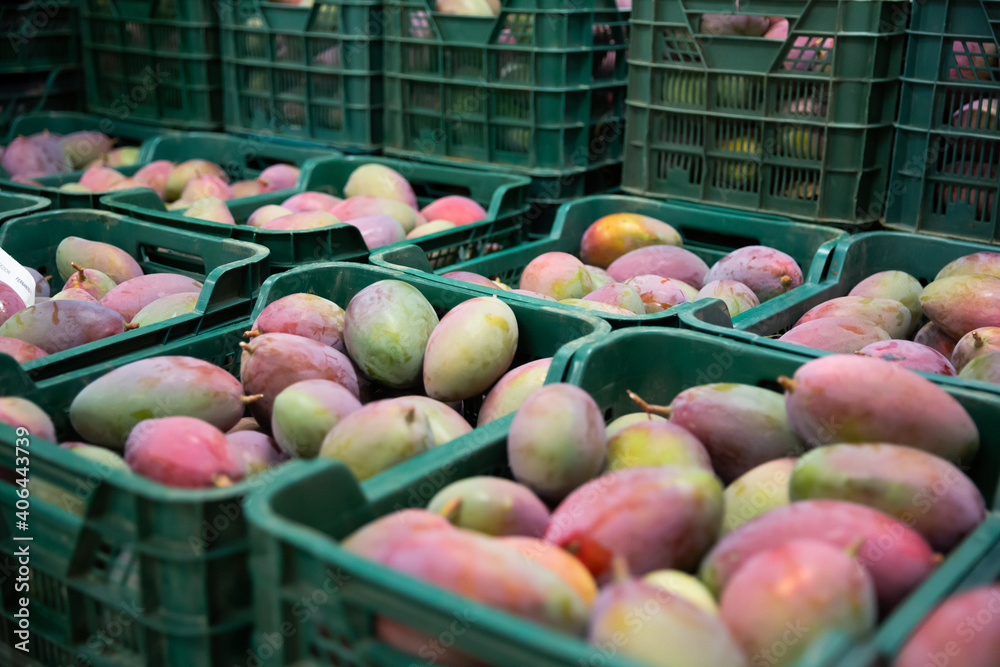 Freshly harvested mango in plastic crates in fruit packaging warehouse ...
