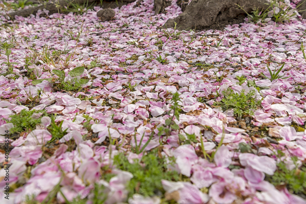 Sakura cherry blossom petals over ground next to tree roots at Maizuru ...