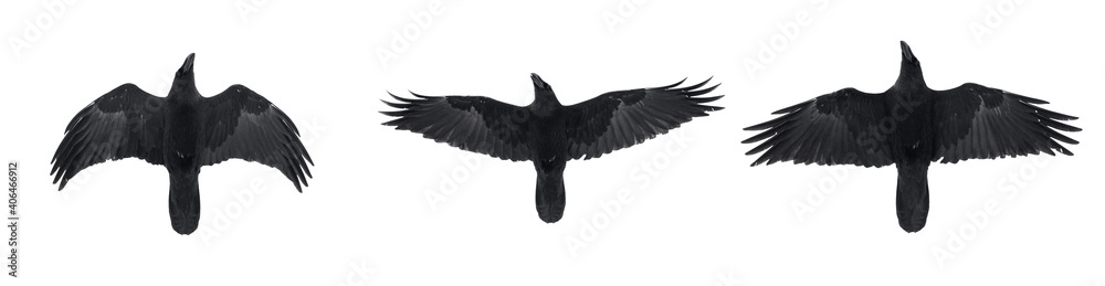 Three isolated raven silhouettes in flight with fully open wings on ...