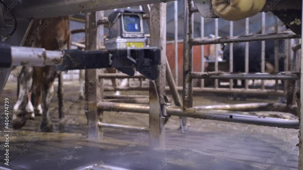 Automated dairy processing at milk plant. Close up cow udder. Automated ...