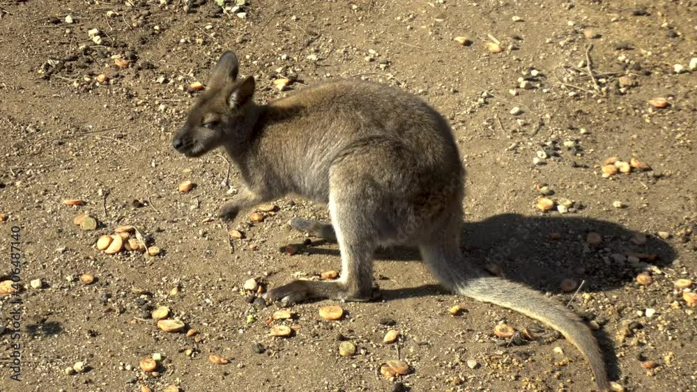 African baby kangaroo sits and eats. Kangaroo in the open spaces of ...