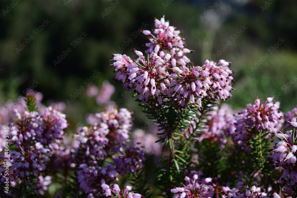Mediterranean Heath shrub, Erica multiflora, with flowers in bloom in ...