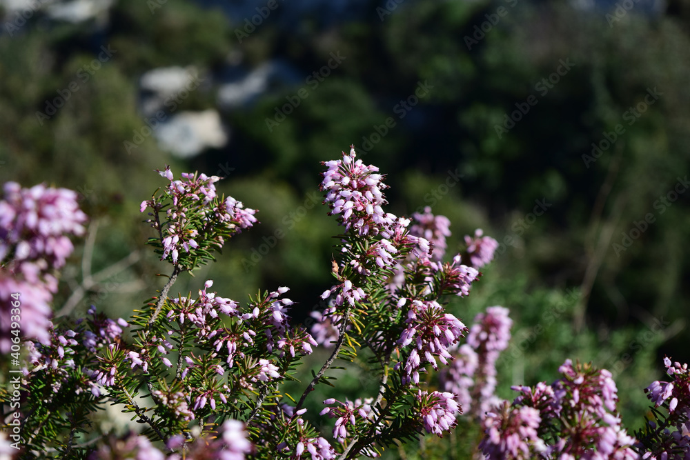 Mediterranean Heath shrub, Erica multiflora, with flowers in bloom in ...