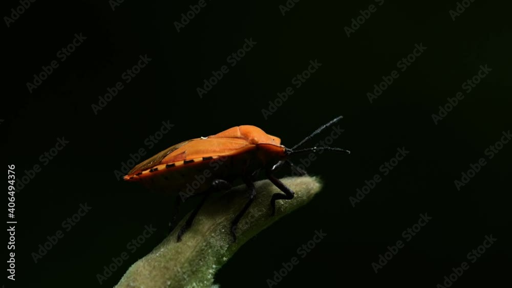 Giant Shield Bug, Tessaratomidae, Kaeng Krachan National Park, Thailand ...