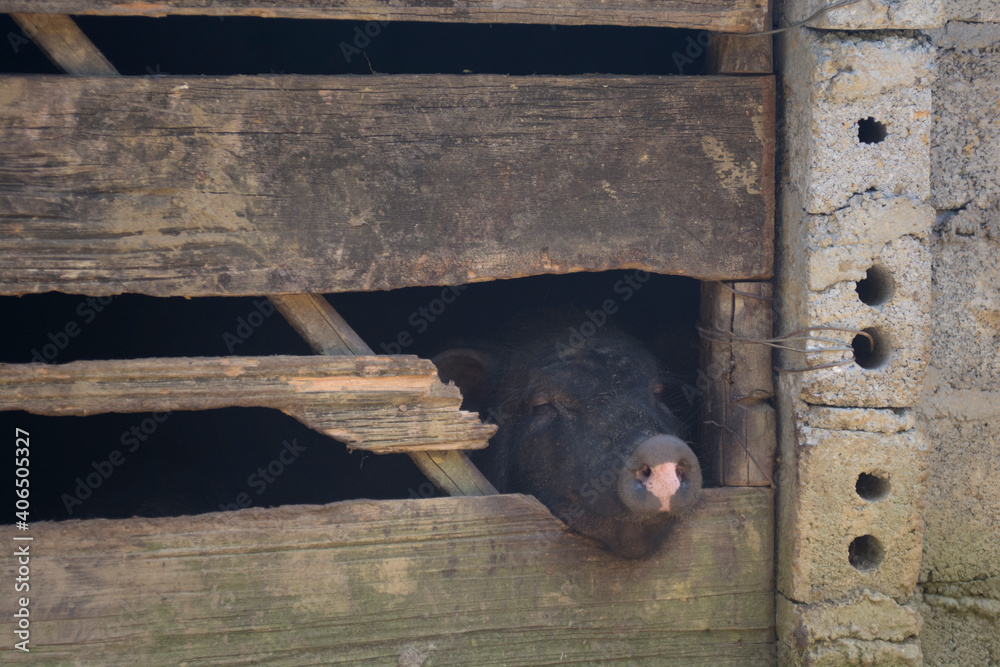 Black domestic pig peeking its nose through a wooden shed Stock Photo ...