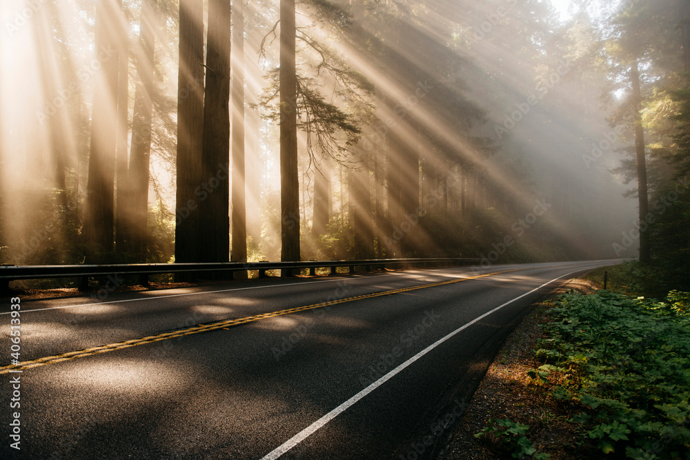 Golden hour in Redwood Forest in Northern California Stock-Foto | Adobe ...