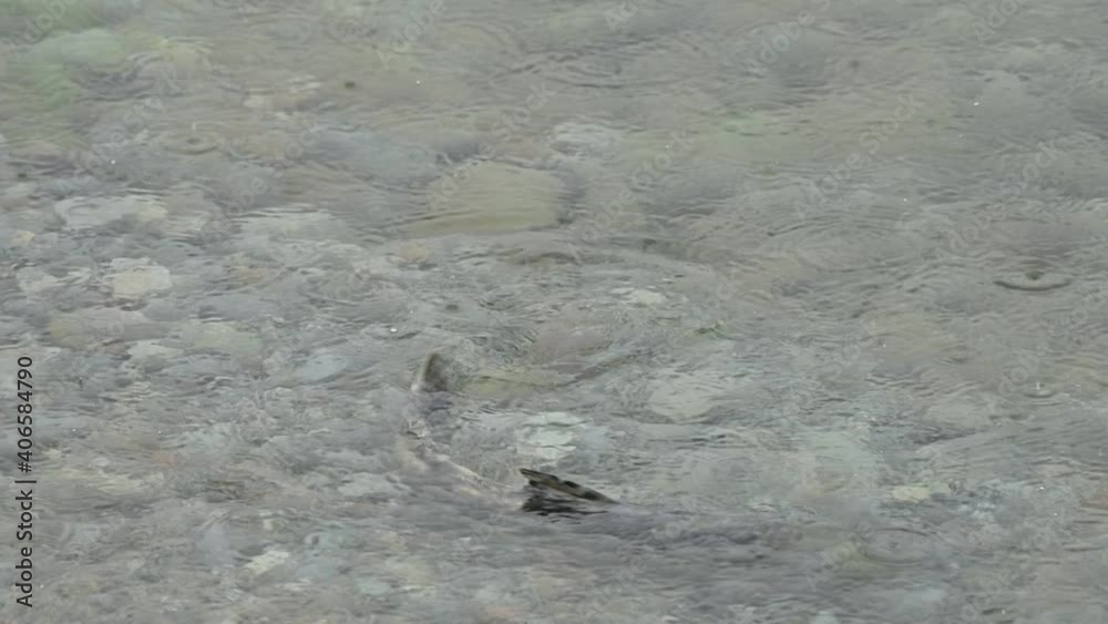 Dead chum salmon. This epic journey also called as salmon run, when ...