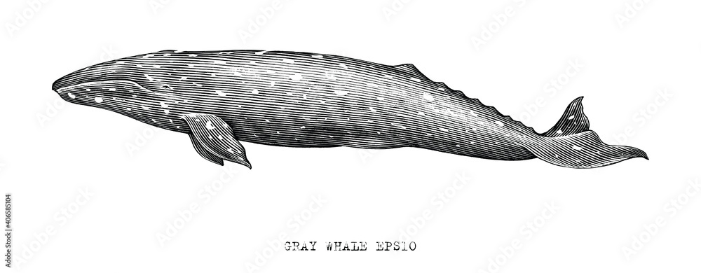 Gray whale hand draw illustration vintage engraving style black and ...