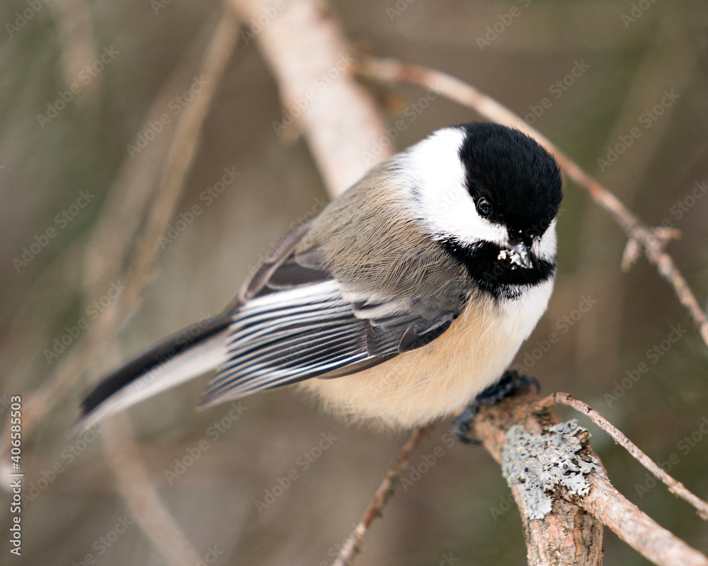 Chickadee Stock Photos. Close-up profile view on a tree branch with a ...