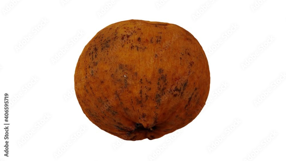 Realistic render of a rolling Santol (Cotton Fruit) on white background ...