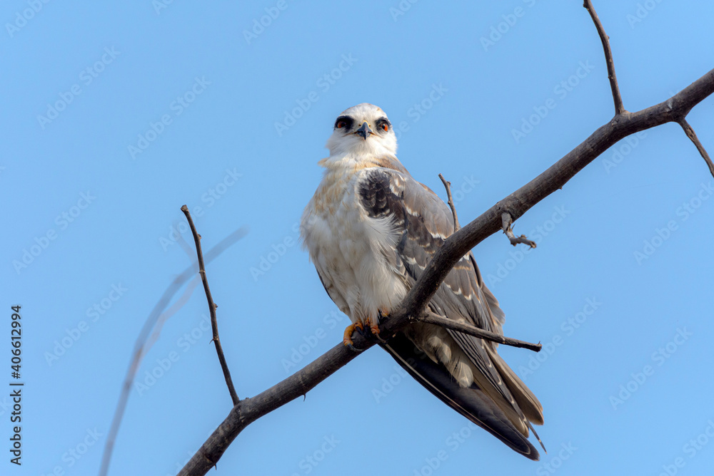 The black-shouldered kite Elanus axillaris also known as the Australian ...