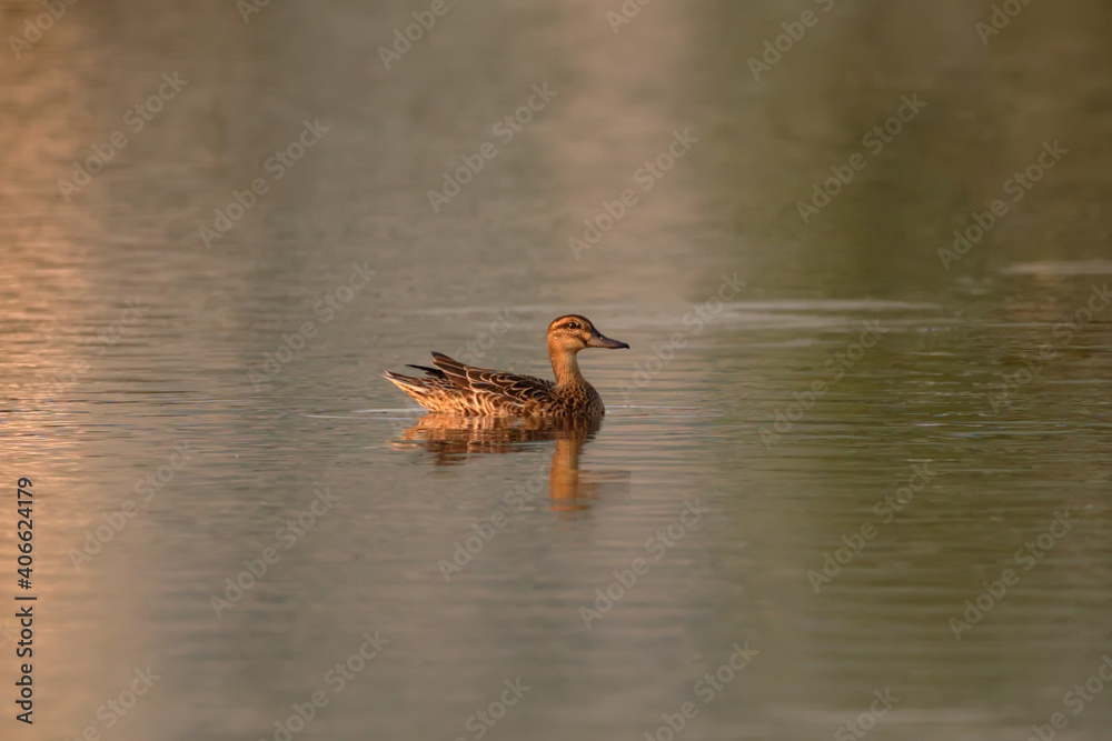 Female garganey (Spatula querquedula) on water in winter. The garganey ...
