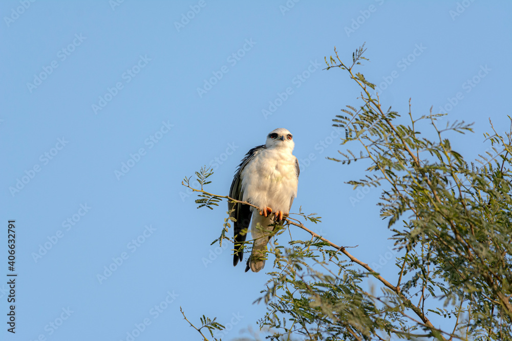 The black-shouldered kite Elanus axillaris also known as the Australian ...