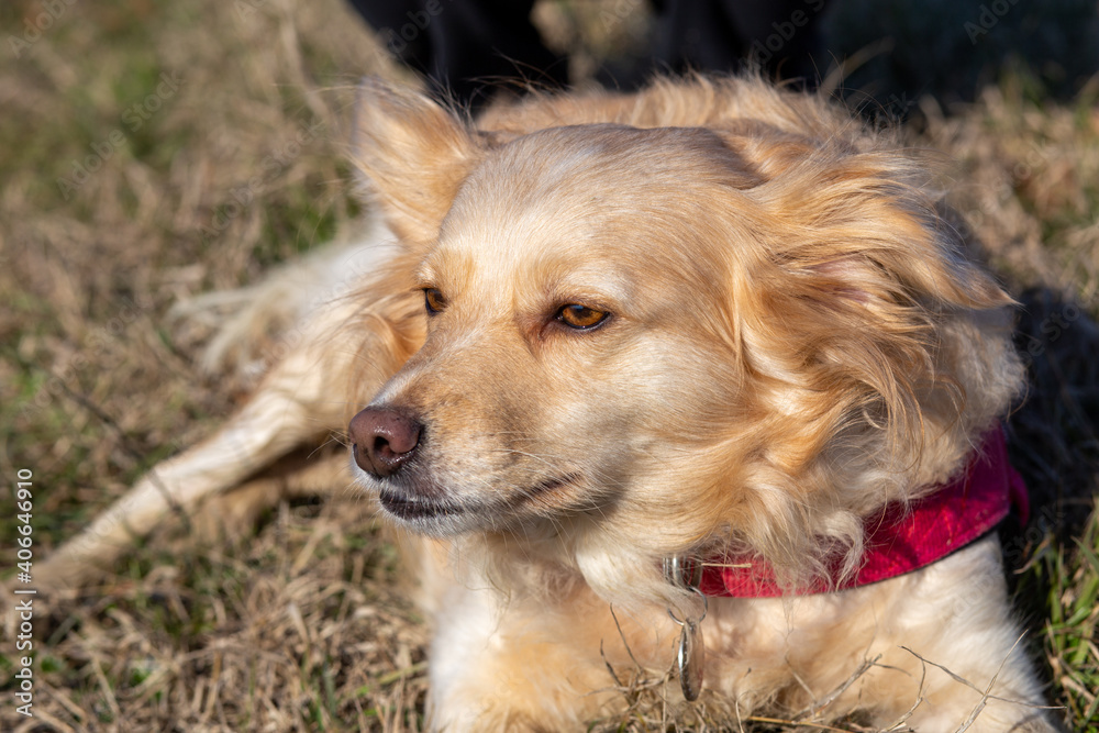 mythical pet dog crosses between various dog breeds Stock Photo | Adobe ...