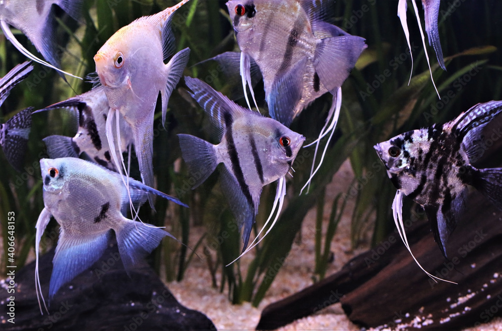 The beautiful freshwater angelfish are swimming in aquatic plants tank ...