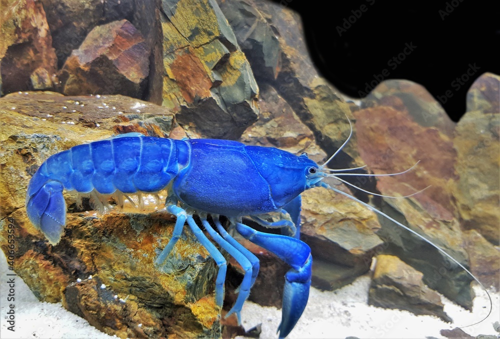 Blue Australian Crayfish (Crawfish, Freshwater lobster) in freshwater ...