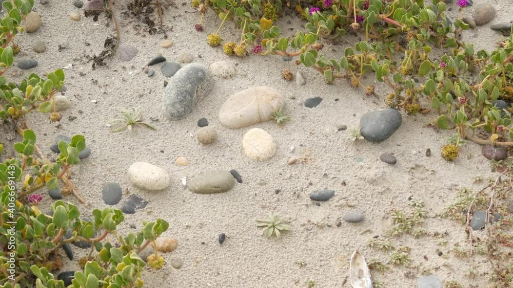 Creeper plant on pacific ocean sandy beach, California coast, USA. Sand ...