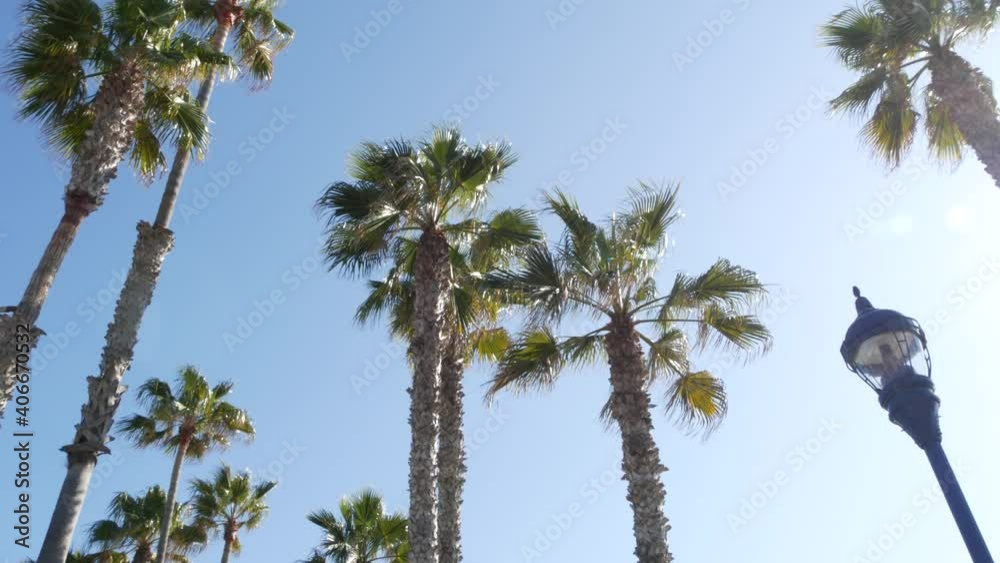 Palms in Los Angeles, California, USA. Summertime aesthetic of Santa ...