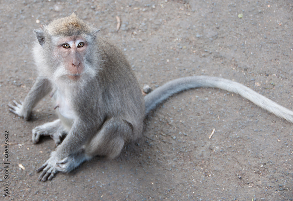Macacos en Bali. Bosque de los Monos Stock Photo | Adobe Stock