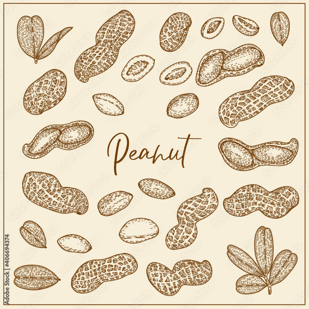 Set with Peanut, nuts and leaves. Graphic hand drawn engraving style ...