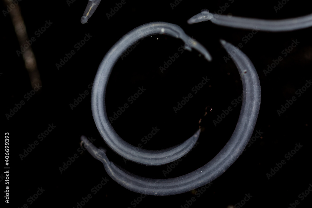Schistosoma is a genus of trematodes, commonly known as blood flukes ...
