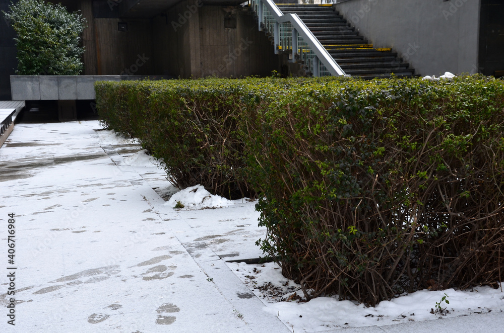 hedgerow of Ligustrum ovalifolium privet shrubs planted in large paved ...