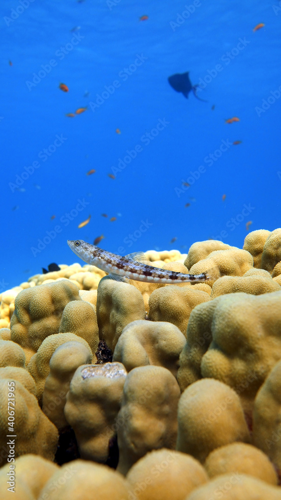 Lizard fish laying down on the beautiful coral inside the deep water of ...