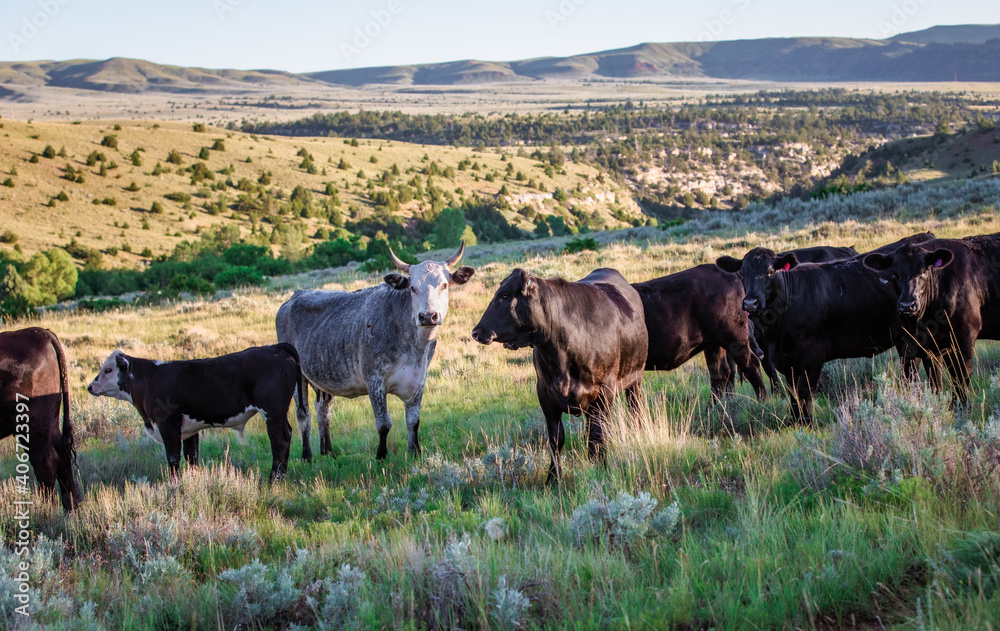White faced cow with horns and her herd of black angus cattle with ...