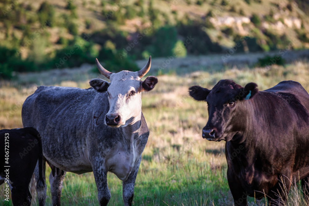 White faced cow with horns and her herd of black angus cattle with ...