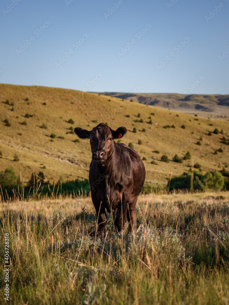 Beautiful white faced cow with horns and her calf with her herd of ...