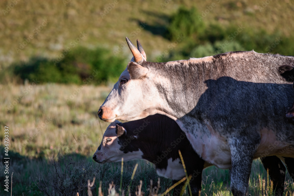 Beautiful white faced cow with horns and her calf with her herd of ...