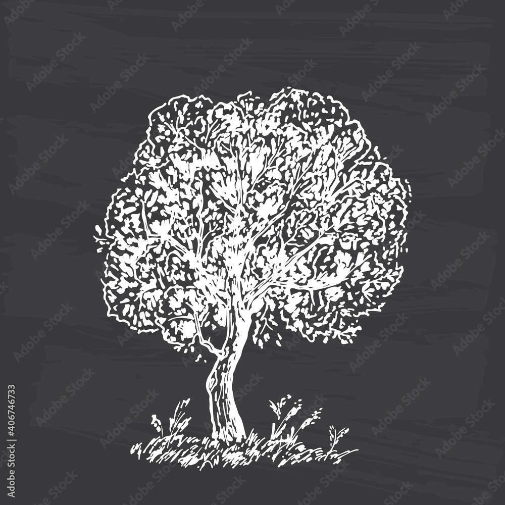 Hand Drawn Tree Sketch. Black and white drawing. Vector illustration ...