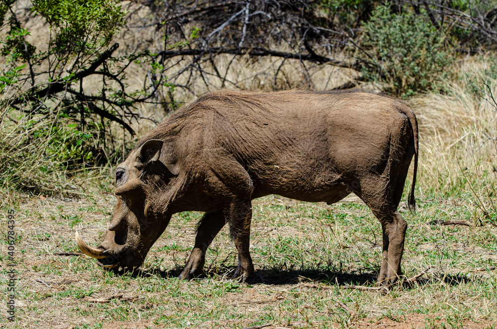 Phacochère commun, Phacochoerus africanus, Afrique du Sud Stock Photo ...