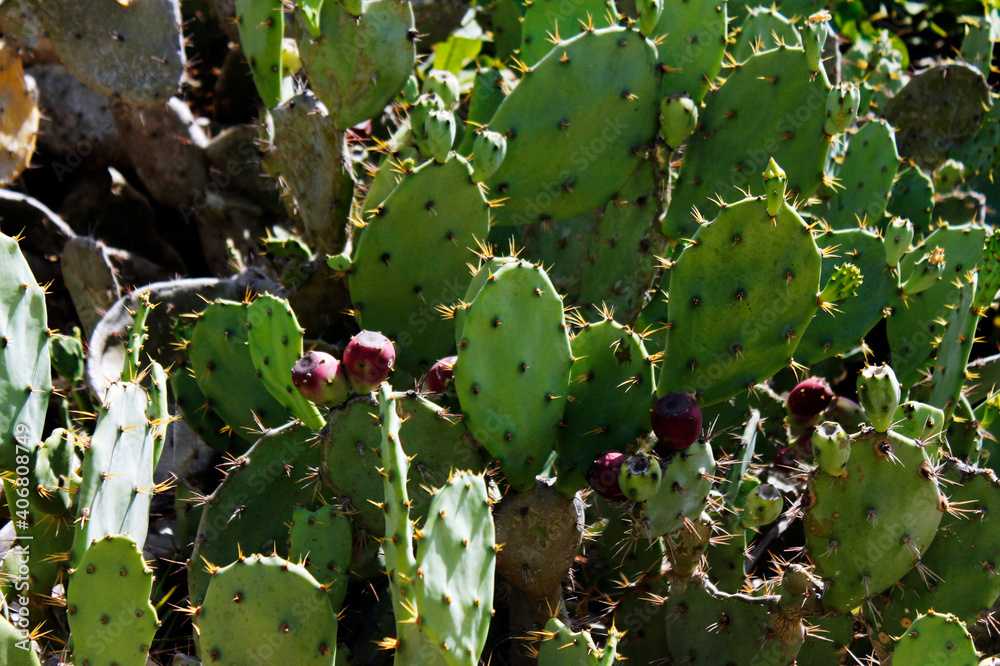 very green nopales with flower as an example of arid vegetation of ...