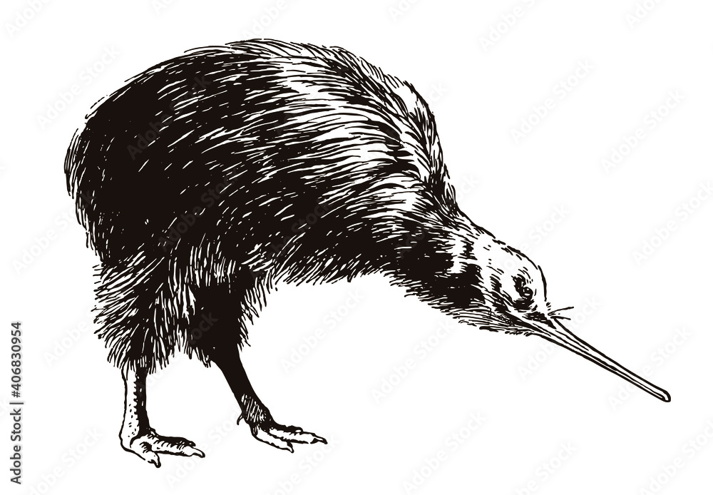 Endangered kiwi bird apteryx in side view, tilting head to the ground ...