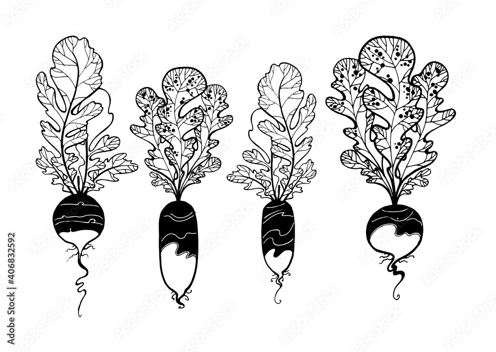 White Radish Drawing