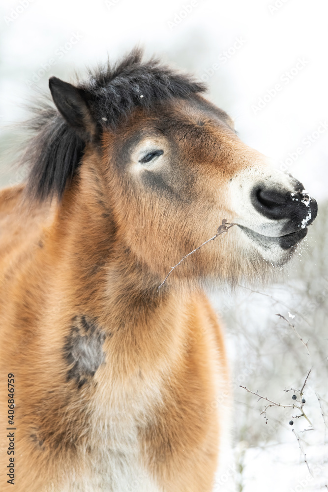 Fotografia do Stock: Exmoor pony (Equus ferus caballus), with beautiful ...