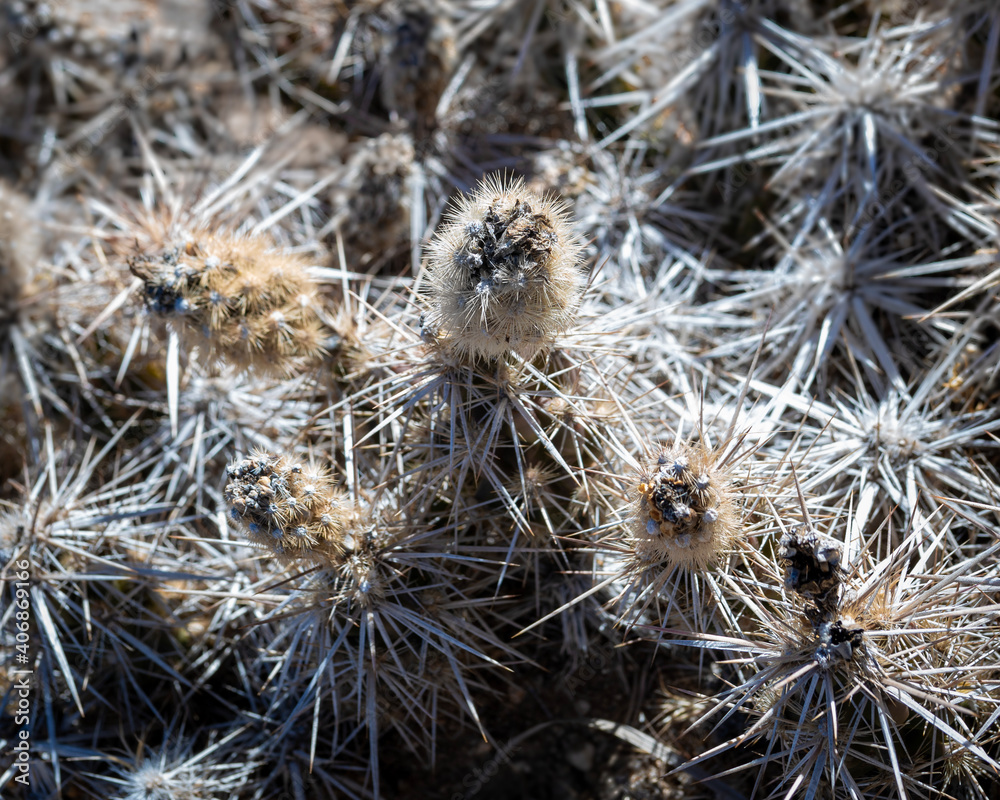 Parish Club Cholla (Corynopuntia parishii) Cactus Fruit with tubercles ...