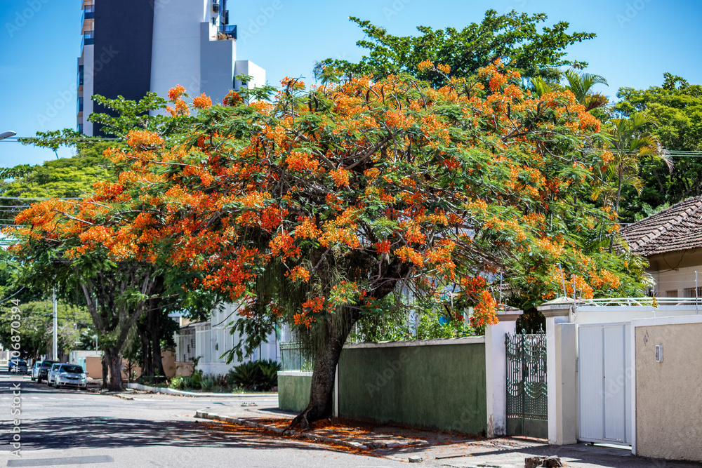 Delonix regia - Tree Stock Photo | Adobe Stock
