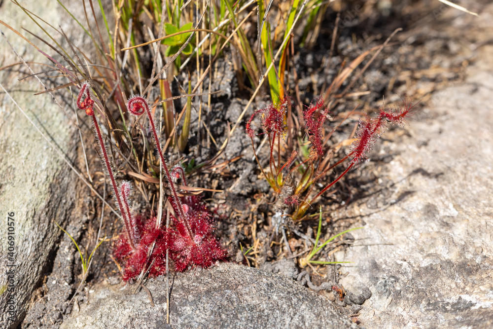 two species of carnivorous plants from the sundew family (Drosera ...