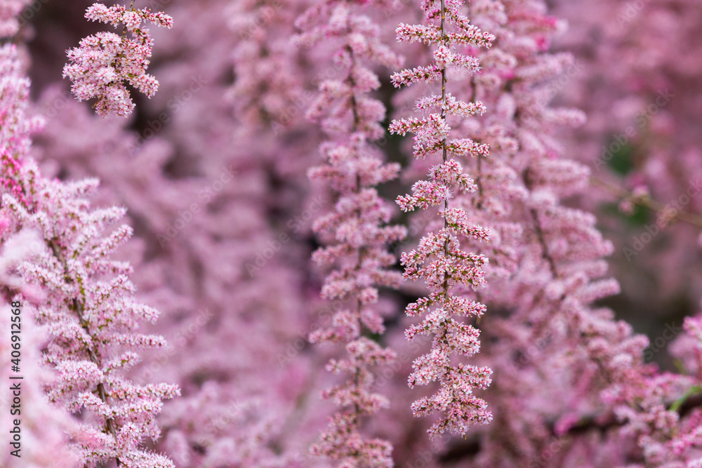 Beautiful blooming Smallflower Tamarisk tree or Tamarix parviflora with ...