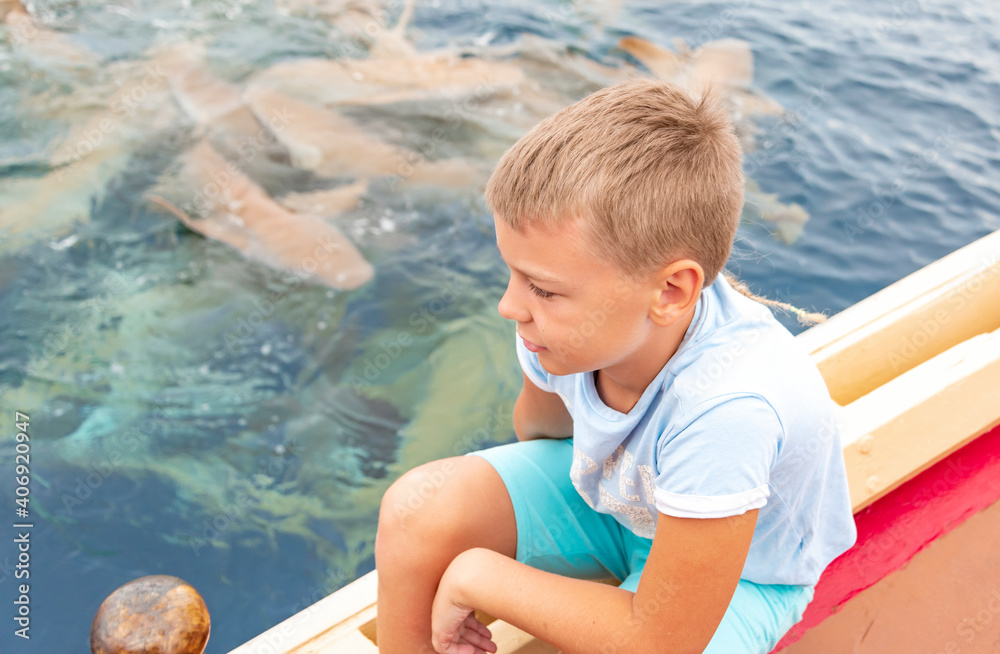 kid boy looks at feeding sharks from boat, reef sharks gather ...