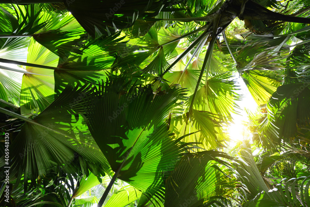 Fresh green leaves Coco de mer coconut tree ( Lodoicea maldivica ...
