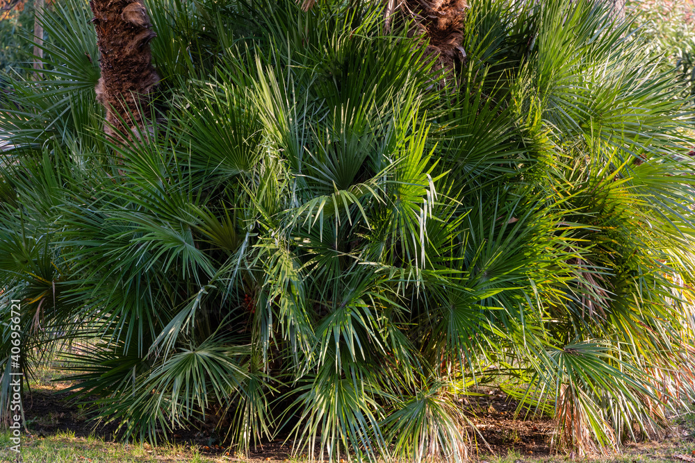 Beautiful multi-stemmed palm tree Chamaerops humilis, European fan or ...