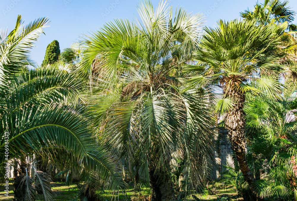 Exotic landscape with palm trees in city park of Sochi. Chinese ...