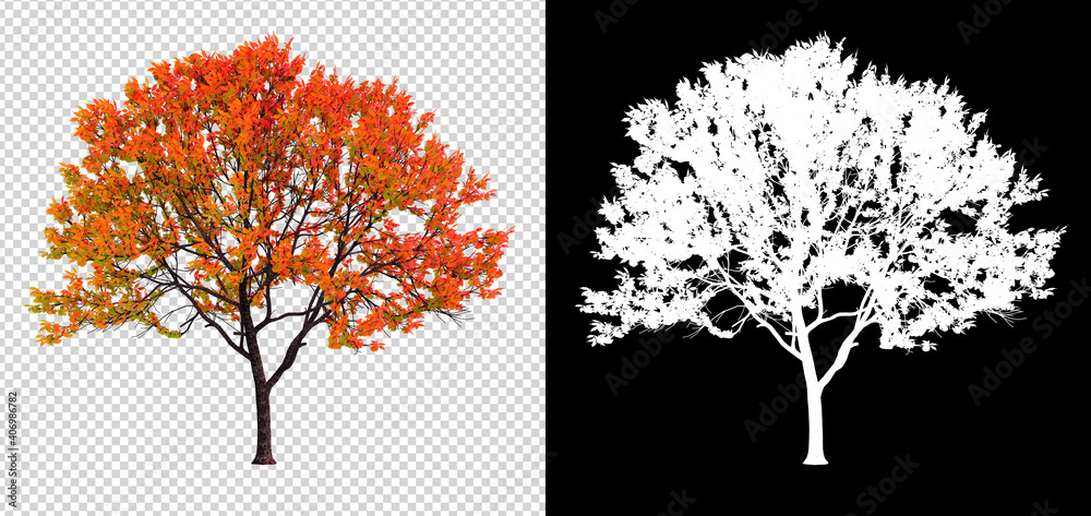 Autumn season tree on transparent background with clippings path Stock ...