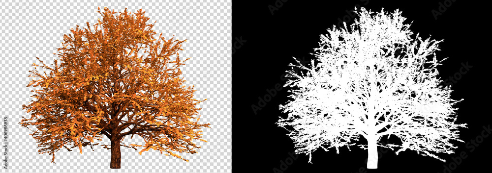 Autumn season tree on transparent background with clippings path Stock ...
