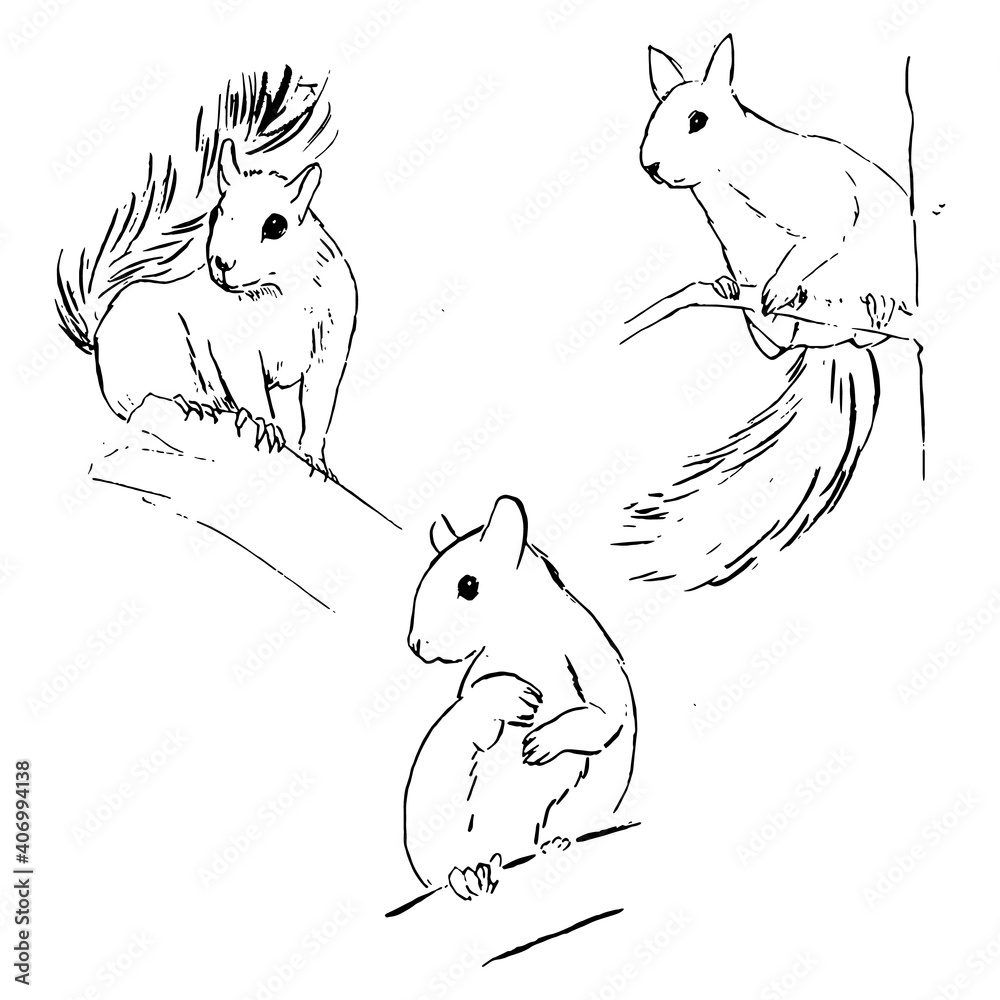 Squirrel ink illustrations. Wildlife animals sketchs set. Nature ...